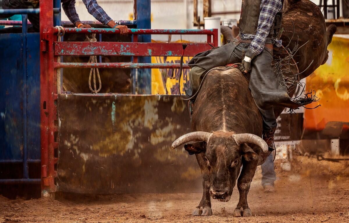 PBR Coming To Clarksville! | WCVQ-FM : Q108